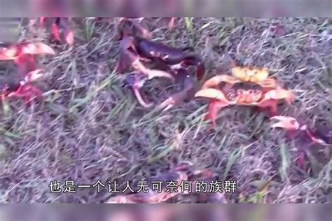 世界上最悲惨的羊能被自己的羊角活活戳死盘点4个奇葩动物 盘点 羊角 奇葩