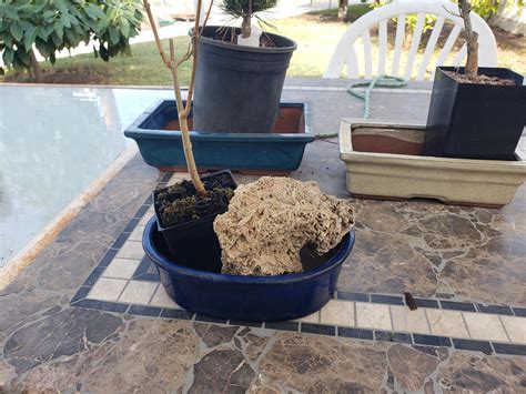 Trident Maple Root Over Rock R Bonsaicommunity