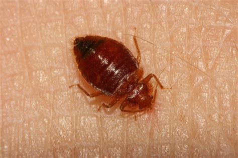 Kissing Bug Identification Requires Closer Look Insects In The City