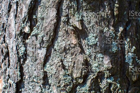 숲에서 나무의 오래된 나무 껍질의 구호 질감 자연스럽고 아름다운 추상적인 나무 패턴 표면은 배경 화면과 배경을 위해 0명에 대한 스톡 사진 및 기타 이미지 Istock