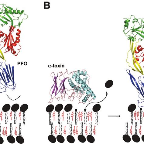 A Schematic Model For The C Perfringens R Toxin Effect On Pfo Binding Download Scientific