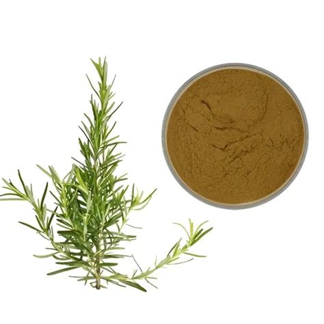 Organic Rosemary Extract Grade Medicine Grade At Best Price In Greater Noida Gracious