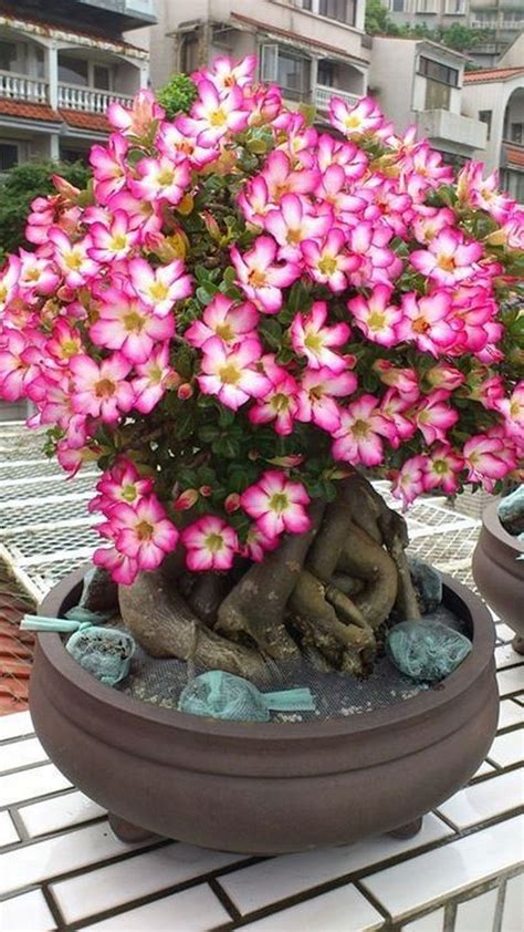 Best Images About Suculentas On Pinterest Rare Succulents Euphorbia Milii And Crests