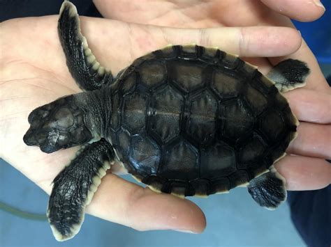 World Wildlife Day Hybrid Turtle And Tawny Frogmouths Released The Courier Mail