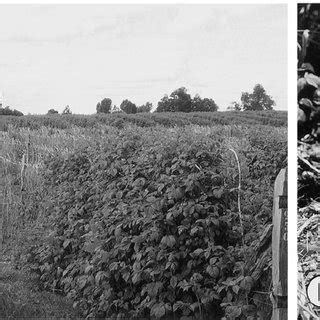 PDF Identities And Geographic Distributions Of Phytophthora Spp Causing Root Rot Of Red