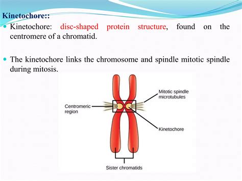 Structural Organization Of Chromosome Pptx