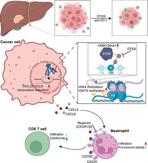 Targeting Deltex E3 Ubiquitin Ligase 2 Inhibits Tumor‐associated