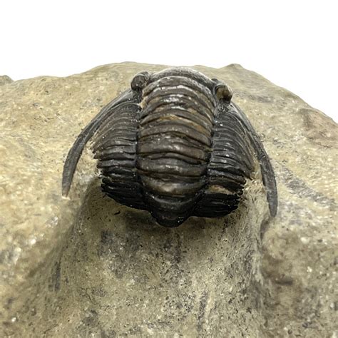 Trilobite Fossil Cornuproetus Cornutus Tyrannostorus