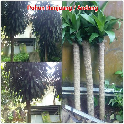 Jual Bibit Dan Pohon Hanjuang Pohon Andong Besar Perkebunan Di Carousell