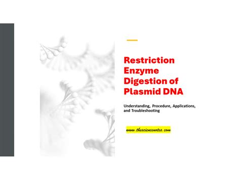 Restriction Enzyme Digestion Of Plasmid DNA The Science Notes
