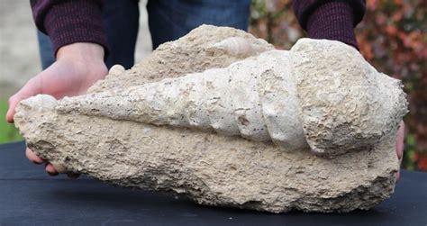 Giant Fossil Shell With Accompanying Fauna Campanile Catawiki