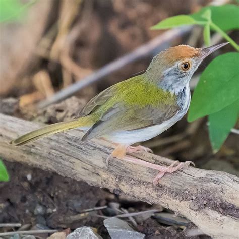Bird Watching In Thailand Common Tailorbird