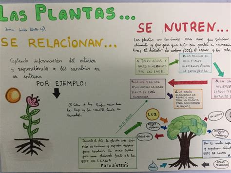 Tercero De Primaria AmpliaciÓn Las Plantas