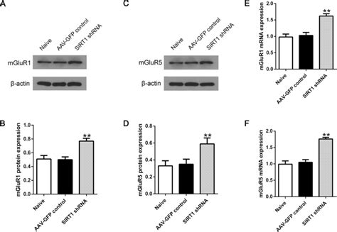Effect Of Intrathecal Injections Of Aav Sirt1 Shrna On The Levels Of
