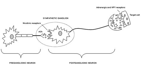 2 Sympathetic Neurotransmission A Preganglionic Neuron From The Download Scientific Diagram