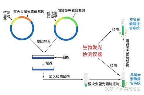小云讲堂 一文了解萤火虫海肾及Gaussia萤光素酶报告基因检测 知乎