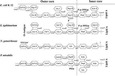Structure Of The Lps Core Structures Of The Inner Core And Outer Core Download Scientific