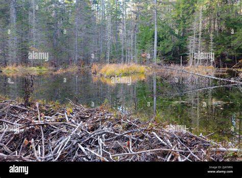 Wetlands Along The Oliverian Brook Trail In The Albany New Hampshire