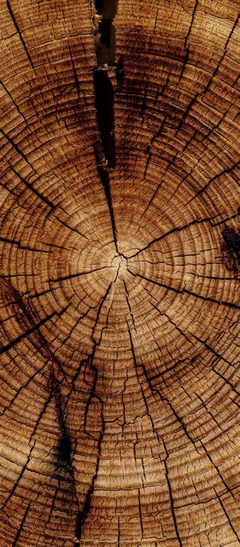 Trunk Tree Texture [1080x2460]