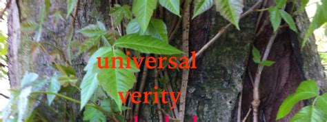 Universal Verity Oracle Deck