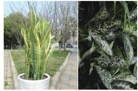虎尾兰 神农架植物 图片