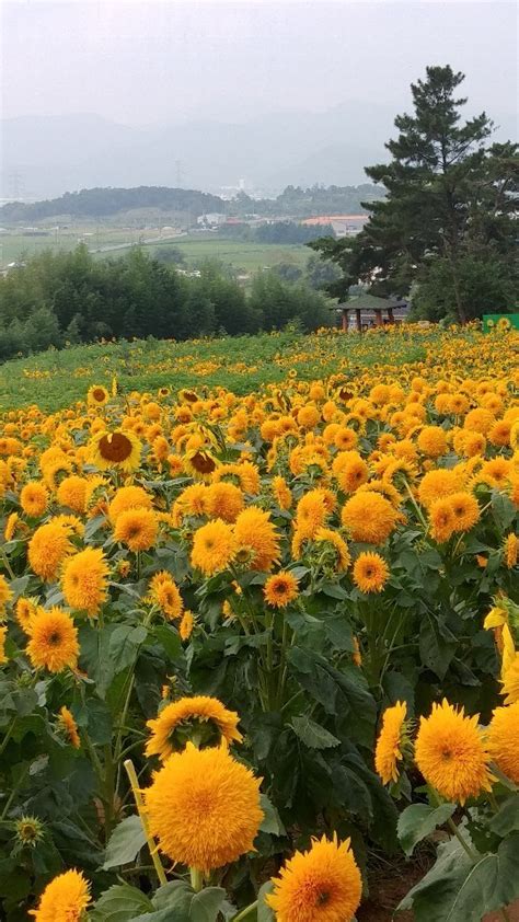 경남 함안추천여행 강주마을 해바라기축제 악양루 처녀뱃사공 노래비 네이버 블로그