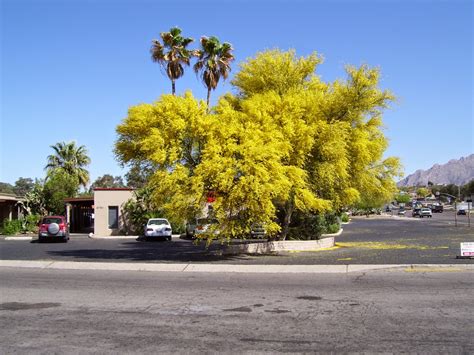 Kls Sonoran Nature Journal Palo Verde Glory