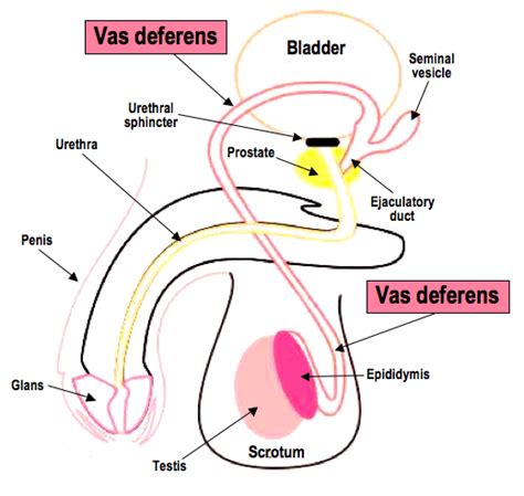 Histoquarterly Vas Deferens Histology Blog