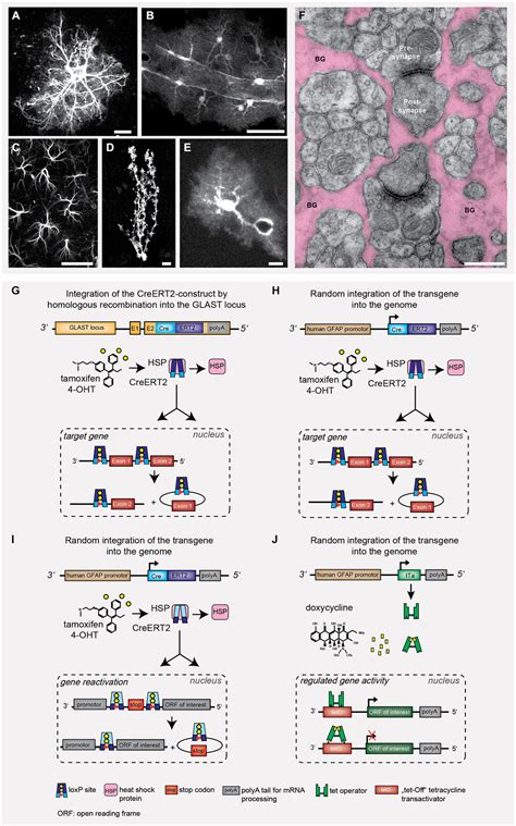 Frontiers Genetic Control Of Astrocyte Function In Neural Circuits