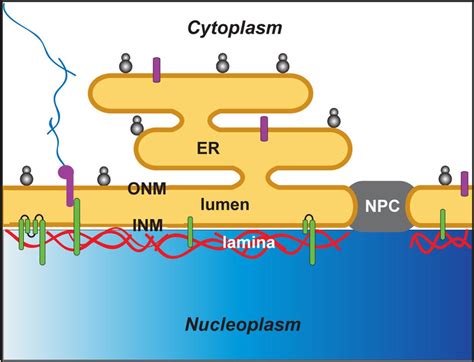 Nuclear Envelope Label At Max Kim Blog