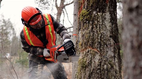 Science Of Tree Felling University Of Wisconsin Stevens Point