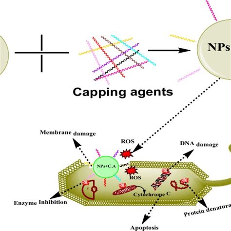 Pdf Role Of Capping Agents In The Application Of Nanoparticles In