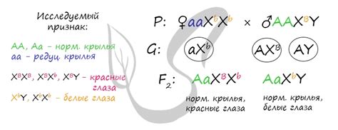 У дрозофилы гетерогаметным полом является мужской пол При скрещивании самок дрозофилы с