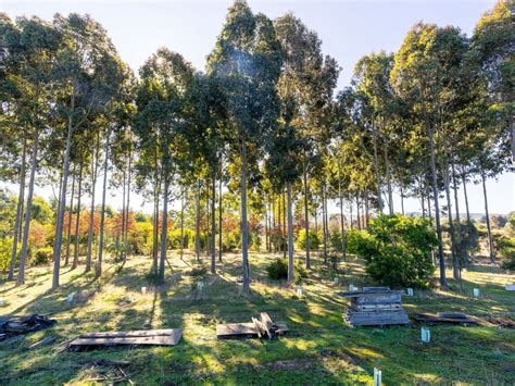 Farm For Sale In Taggerty Vic 3714 252 Taggerty Thornton Road