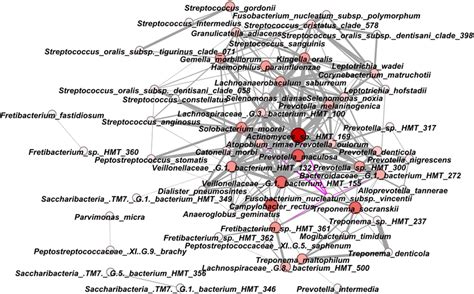 Network Analysis Of Bacterial Co‐occurrence In Periodontitis‐associated Download Scientific