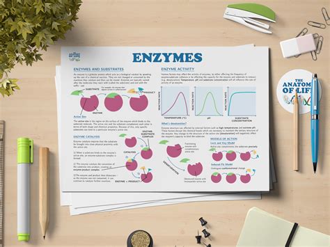 Enzyme Function Science Printable Poster Etsy