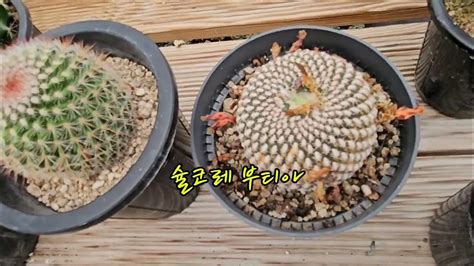 갖고 싶은 아이들 가져왔어요 ㅎ Youtube