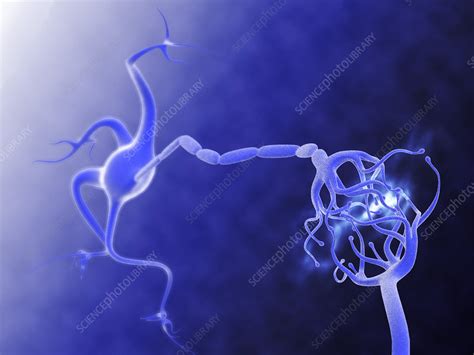 Nerve Synapse Computer Artwork Stock Image P360 0431 Science