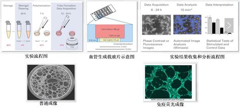 细胞表型及其表型检测实验盘点：增殖、凋亡、自噬、衰老、迁移和侵袭、血管形成、周期 哔哩哔哩