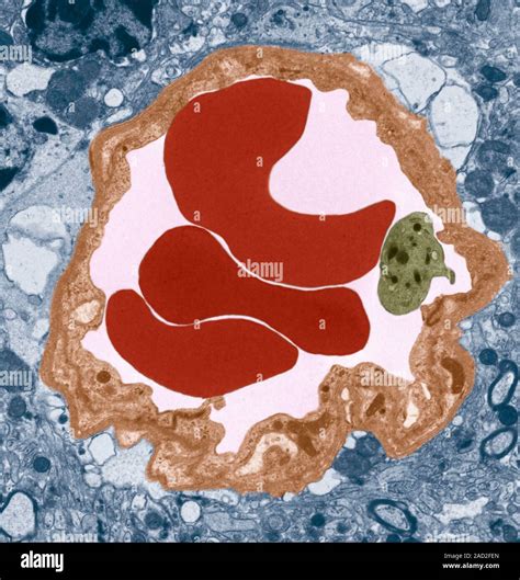 Brain Capillary Transmission Electron Micrograph Tem Of A Section Through A Capillary From