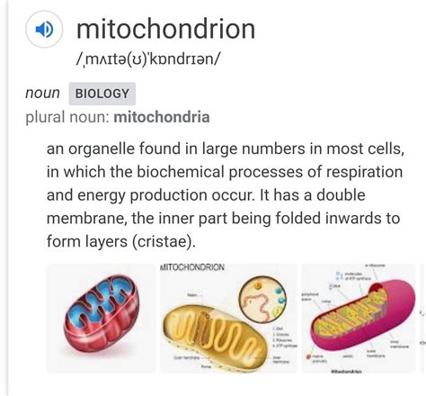 Mitochondria Definition
