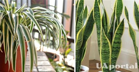 Які кімнатні рослини роблять повітря свіжішим як освіжити повітря у приміщенні