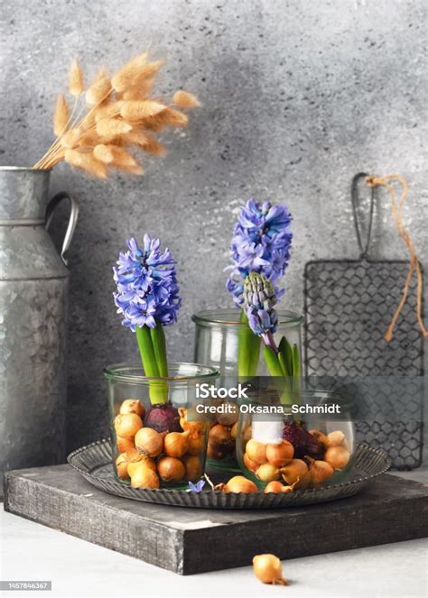 빈티지 금속 쟁반에 유리 항아리에 푸른 포도 히아신틴 꽃과 양파 세트가 있는 아름다운 꽃 장식 항아리에 대한 스톡 사진 및 기타 이미지 Istock