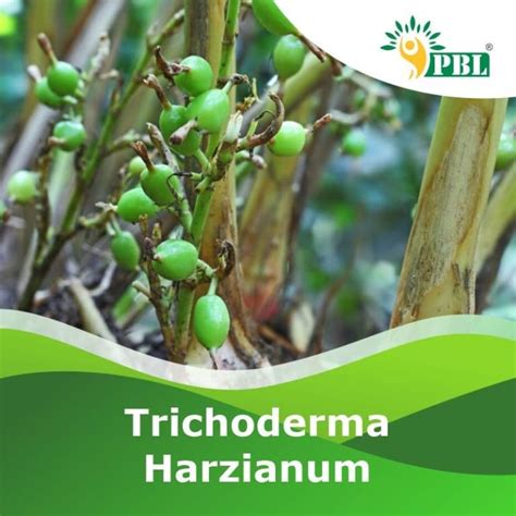 Trichoderma Harzianum 1 Wp Manufacturer And Exporter Peptech Bio