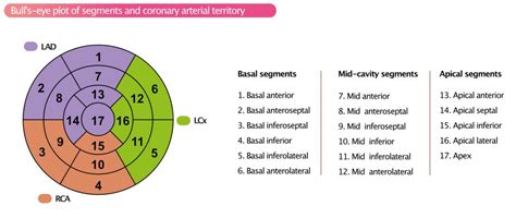 Ase Echo Normal Values