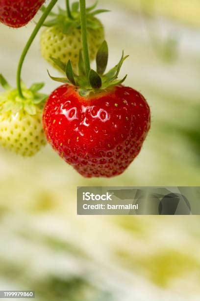 딸기 농장에서 자라는 신선하고 잘 익은 빨강과 익지 않은 녹색 딸기 0명에 대한 스톡 사진 및 기타 이미지 0명 계절 과수원 Istock