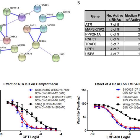 Druggable Genome Sirna Screen Yields Robust Candidates Whose Knock Down Download Scientific