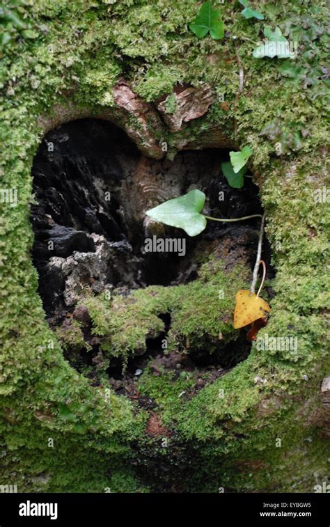 Heart Shape Tree Trunk Stock Photo Alamy