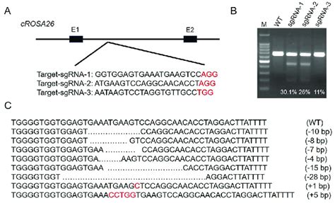 Crispr Cas9 Induced Targeted Mutations At The Crosa26 Locus A Download Scientific Diagram