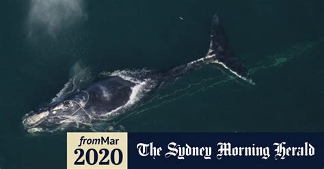 Whales Face More Fatal Ship Collisions As Waters Warm